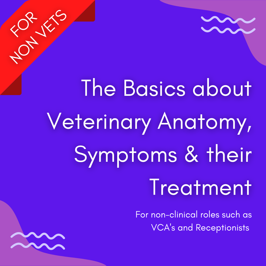 The Basics about Veterinary Anatomy, Symptoms & their Treatment ...